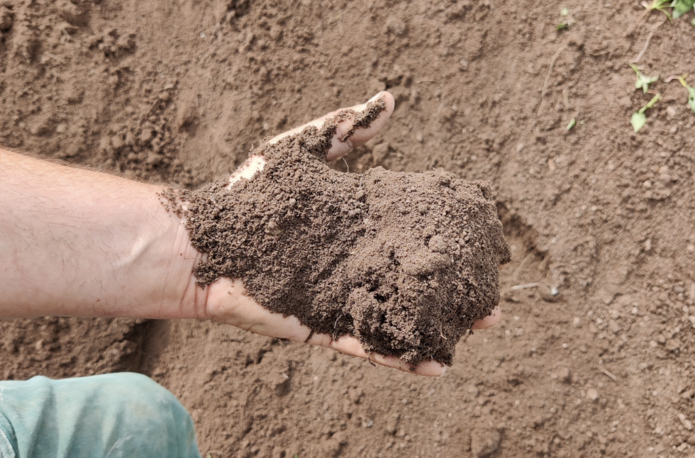 Harpet muldjord fra Stenlille Grusgrav - lige til at slå rødder i